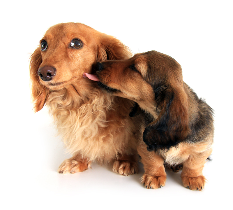 Dog Grooming - Paws & Claws Grooming